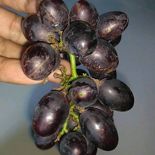 Produk RimbuN Farm | Shopee Indonesia