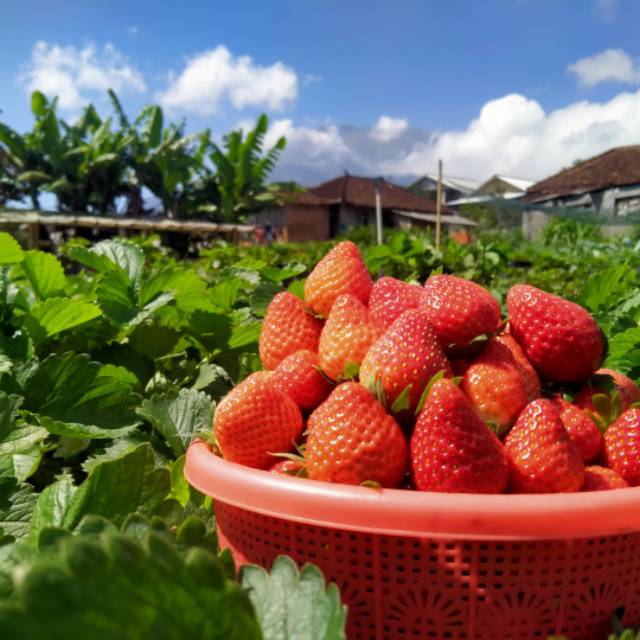Produk Highland strawberry | Shopee Indonesia
