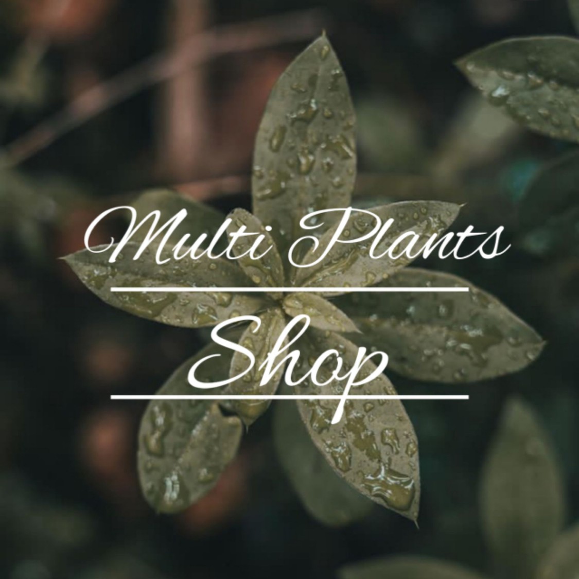 Produk Multi Plants Shop | Shopee Indonesia