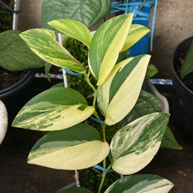 Produk scindapsus_borneo | Shopee Indonesia