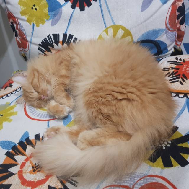 Produk Reivaldo Julianto | Shopee Indonesia