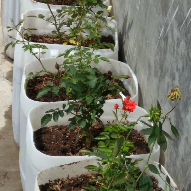 Produk Natural Life Store | Shopee Indonesia