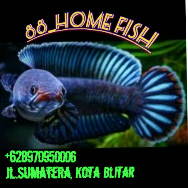 Produk 88_Home Fish | Shopee Indonesia