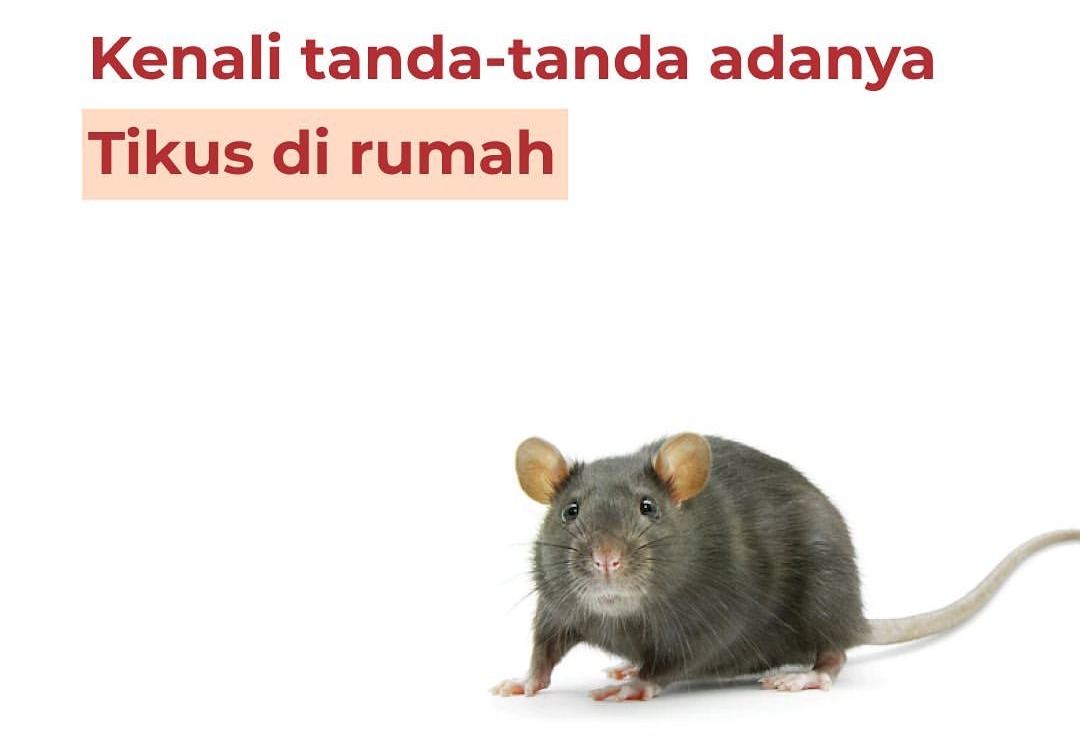 Produk RACUN HAMA | Shopee Indonesia