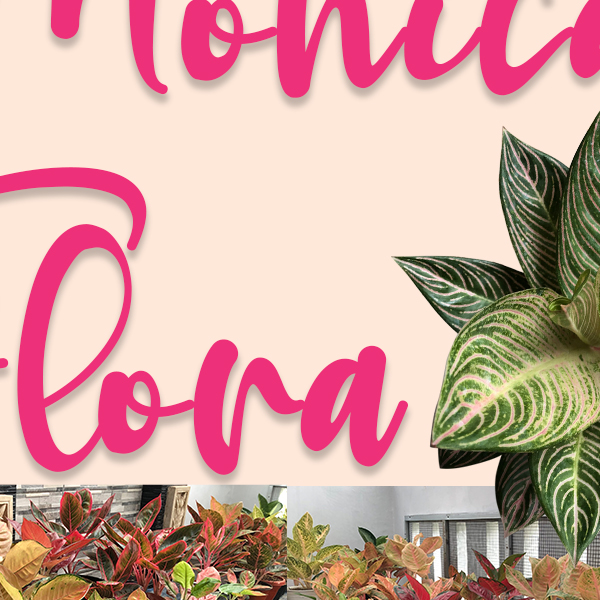 Produk monicaflora.id | Shopee Indonesia
