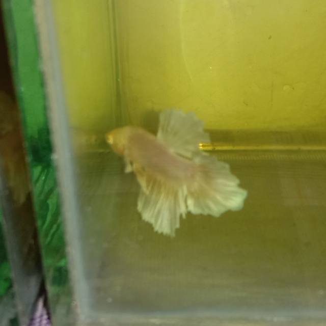 Produk basti_BETTA_ | Shopee Indonesia