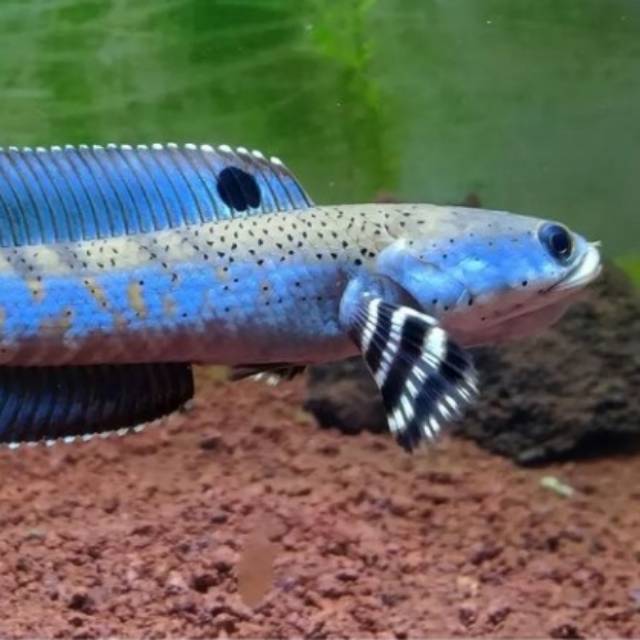 Produk FN fish | Shopee Indonesia