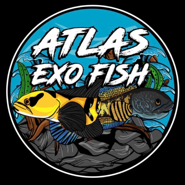 Produk ATLAS EXO FISH | Shopee Indonesia