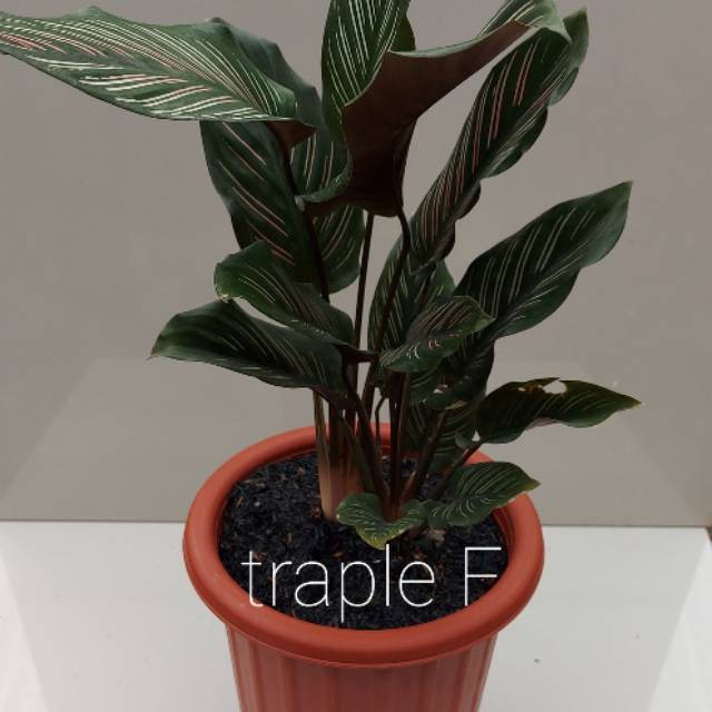 Produk perypebrian.1234 | Shopee Indonesia