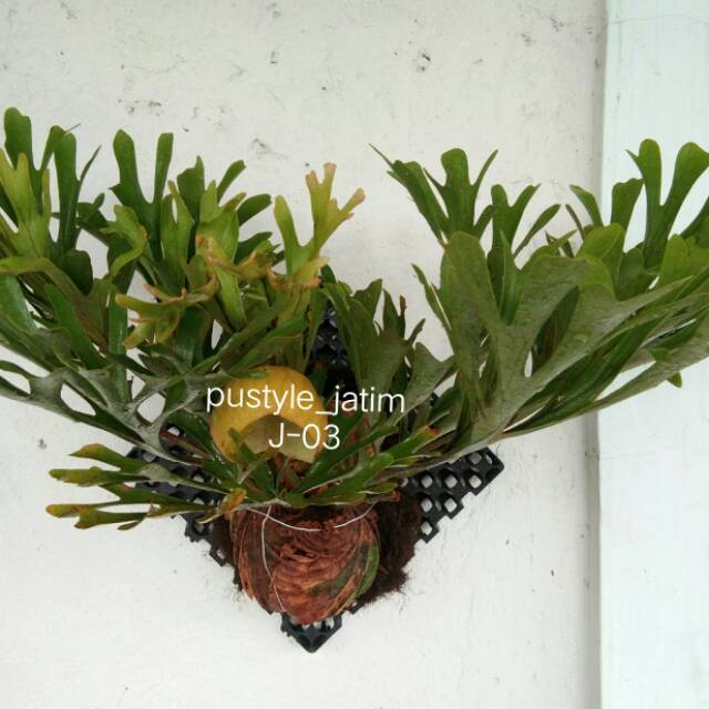 Produk pustyle_jatim | Shopee Indonesia