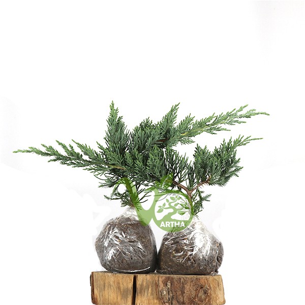 Produk Artha Bonsai Vio | Shopee Indonesia