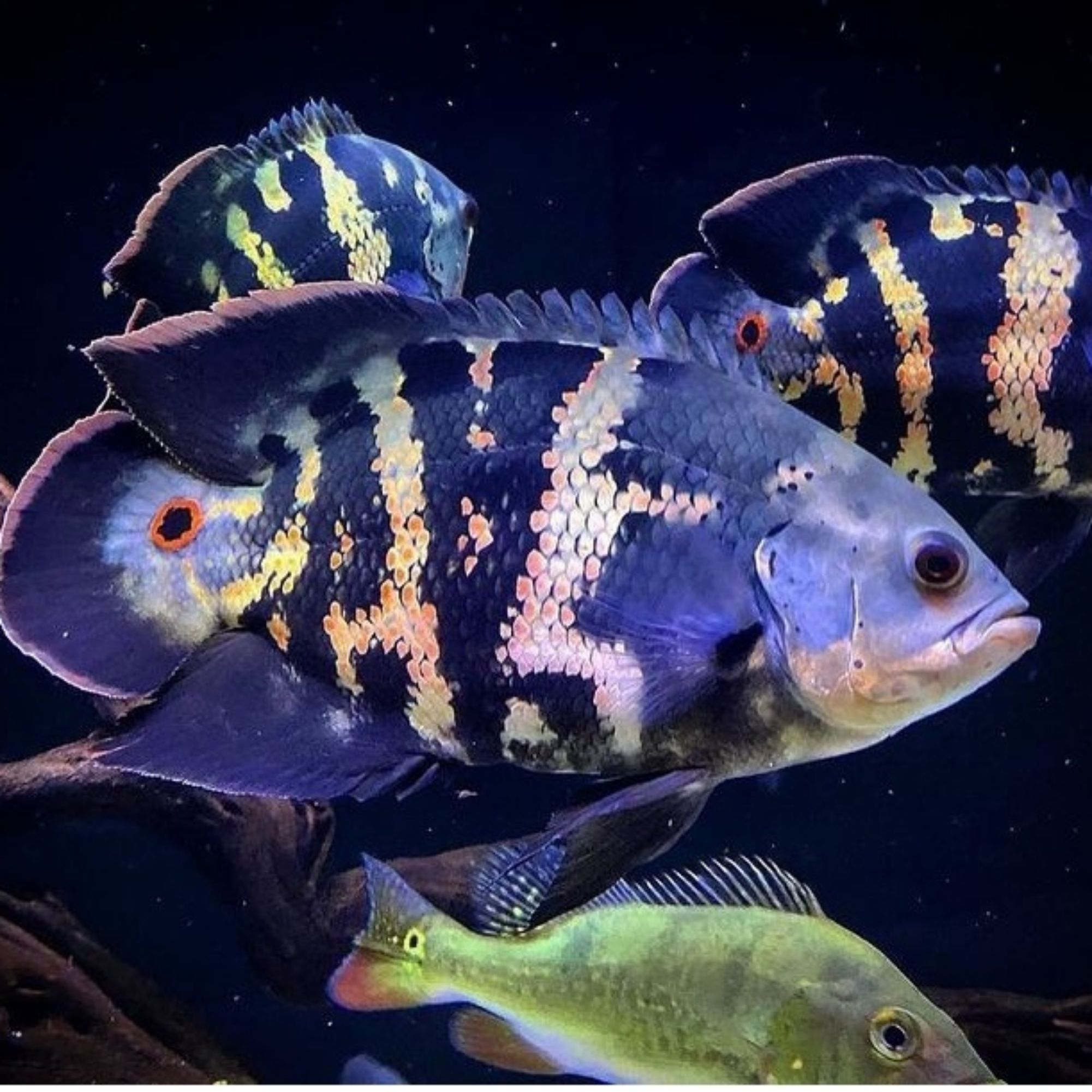 Produk King oscar fish | Shopee Indonesia