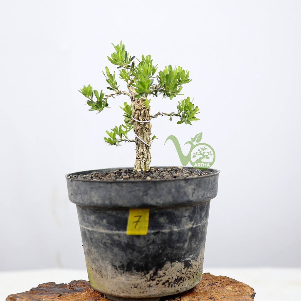 Produk Artha Bonsai Vio | Shopee Indonesia