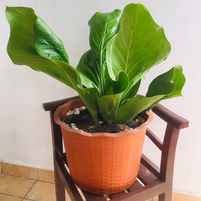 Produk allfrandiriskan | Shopee Indonesia