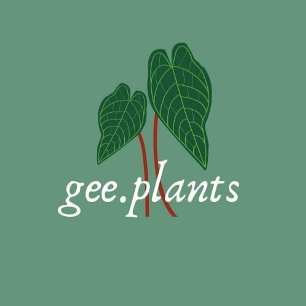 Produk gee.plants | Shopee Indonesia