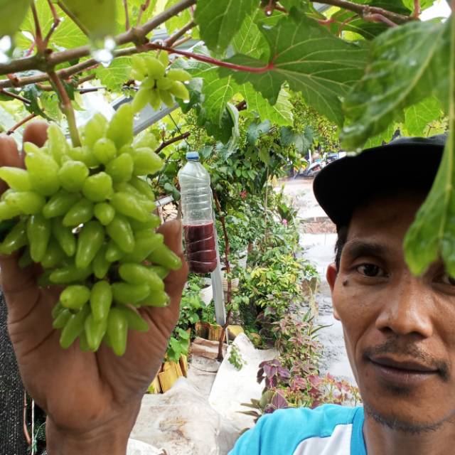 Produk ANGGUR.ID | Shopee Indonesia