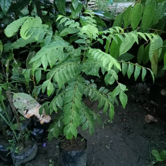Produk sterbibitunggul | Shopee Indonesia