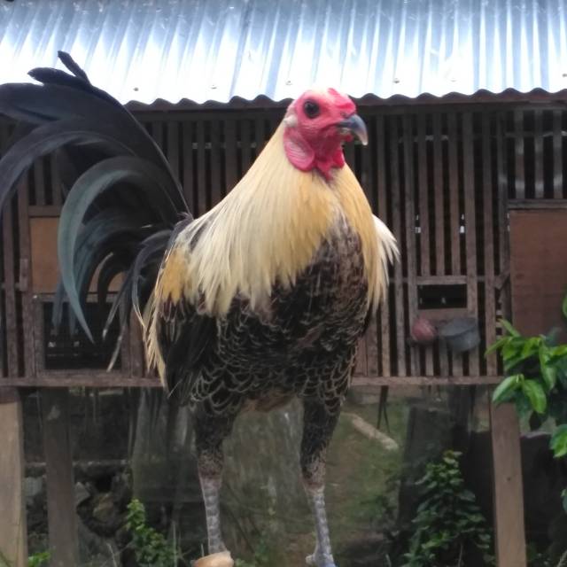 Produk Rooster Shop | Shopee Indonesia