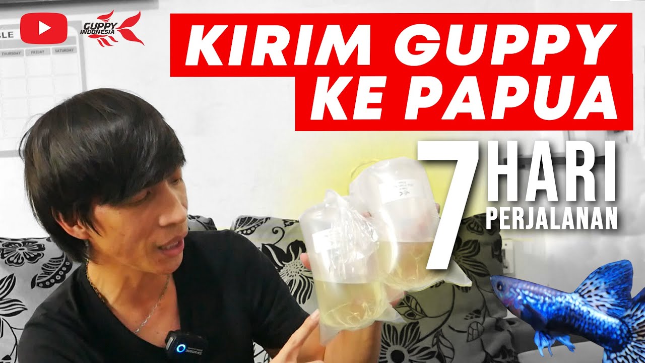 Produk Guppy Indonesia Official | Shopee Indonesia
