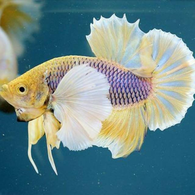 Produk Azza 07 | Shopee Indonesia