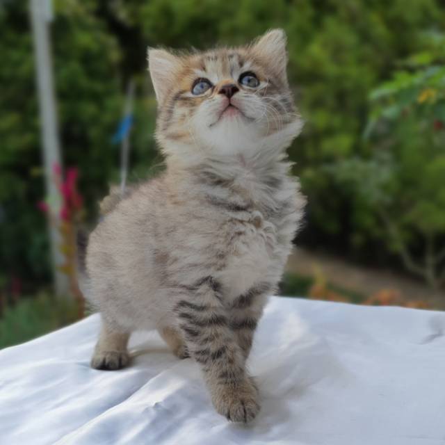 Produk Cat Mily | Shopee Indonesia