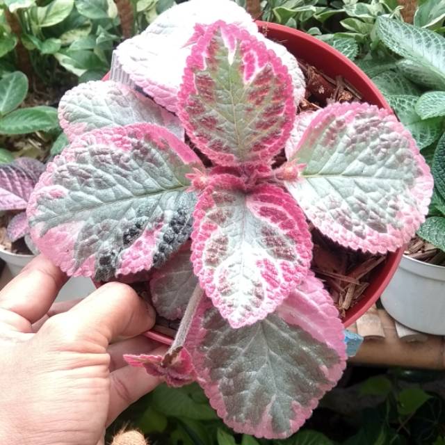 Produk Zoe flower | Shopee Indonesia