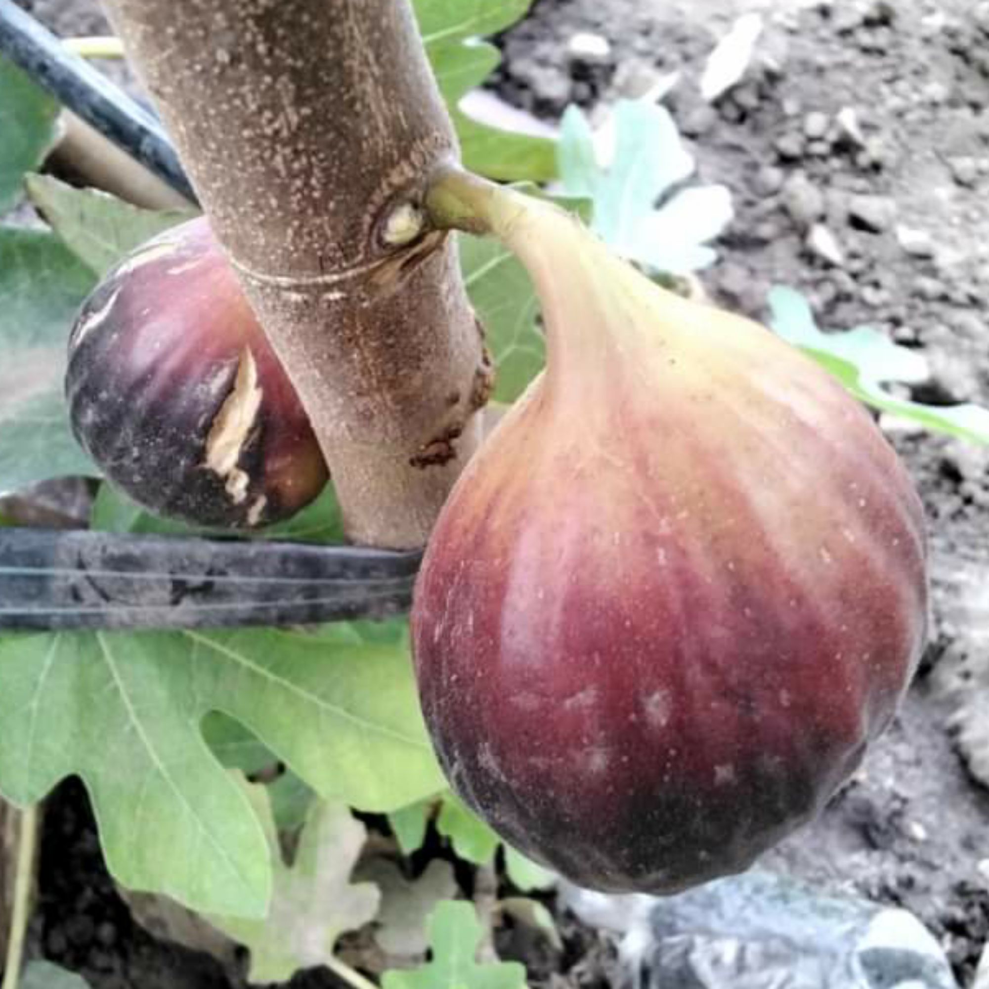 Produk kebun_buah_tin | Shopee Indonesia