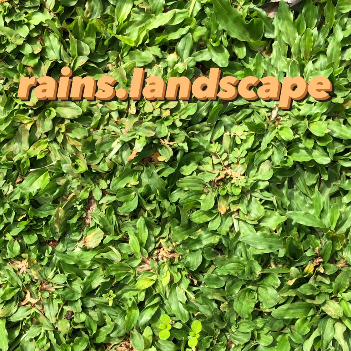Produk Rumput. landscape | Shopee Indonesia