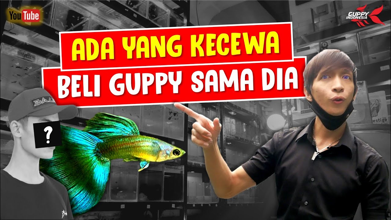 Produk Guppy Indonesia Official | Shopee Indonesia