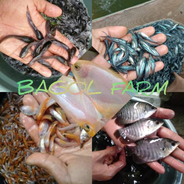 Produk Bagol Farm | Shopee Indonesia