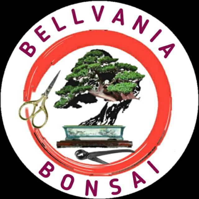 Produk Bellvania Bonsai | Shopee Indonesia