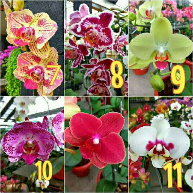 Produk tokoh bunga anna | Shopee Indonesia