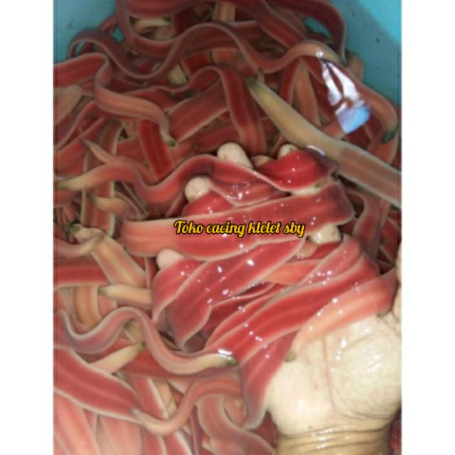 Produk KLELET SBY | Shopee Indonesia