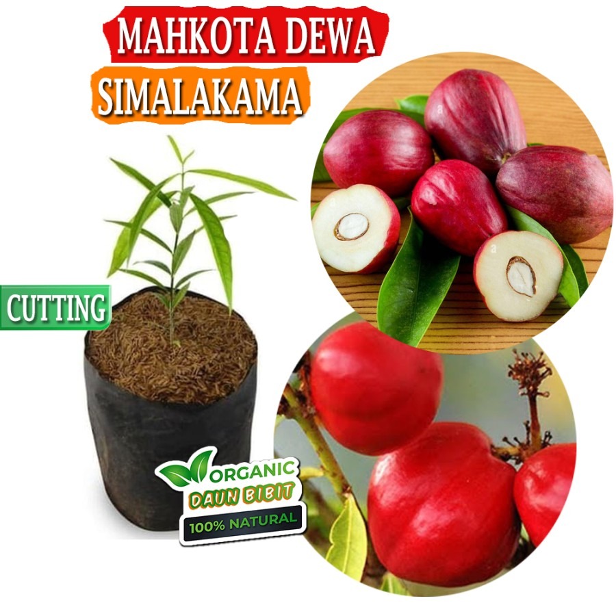 Produk Daun Bibit Official | Shopee Indonesia