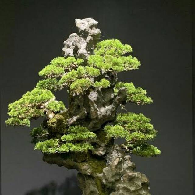 Produk anindia_neagari | Shopee Indonesia