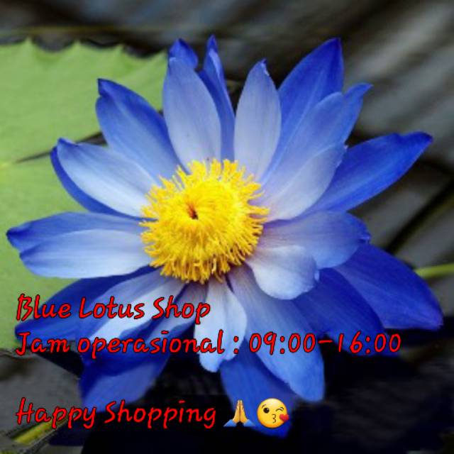 Produk Blue Lotus Collection | Shopee Indonesia