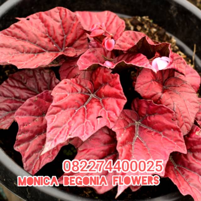 Produk monicabegoniaflowers | Shopee Indonesia