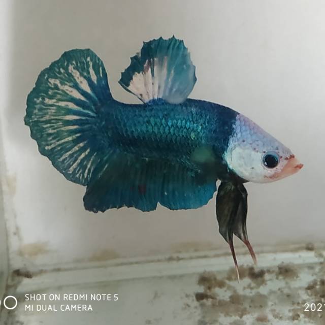 Produk andreas_pb | Shopee Indonesia