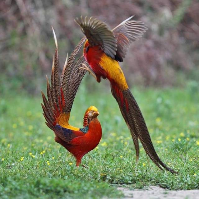 Produk Juragan Ayam Hias Tangerang | Shopee Indonesia