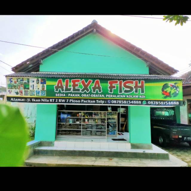 Produk Alexa Fish | Shopee Indonesia