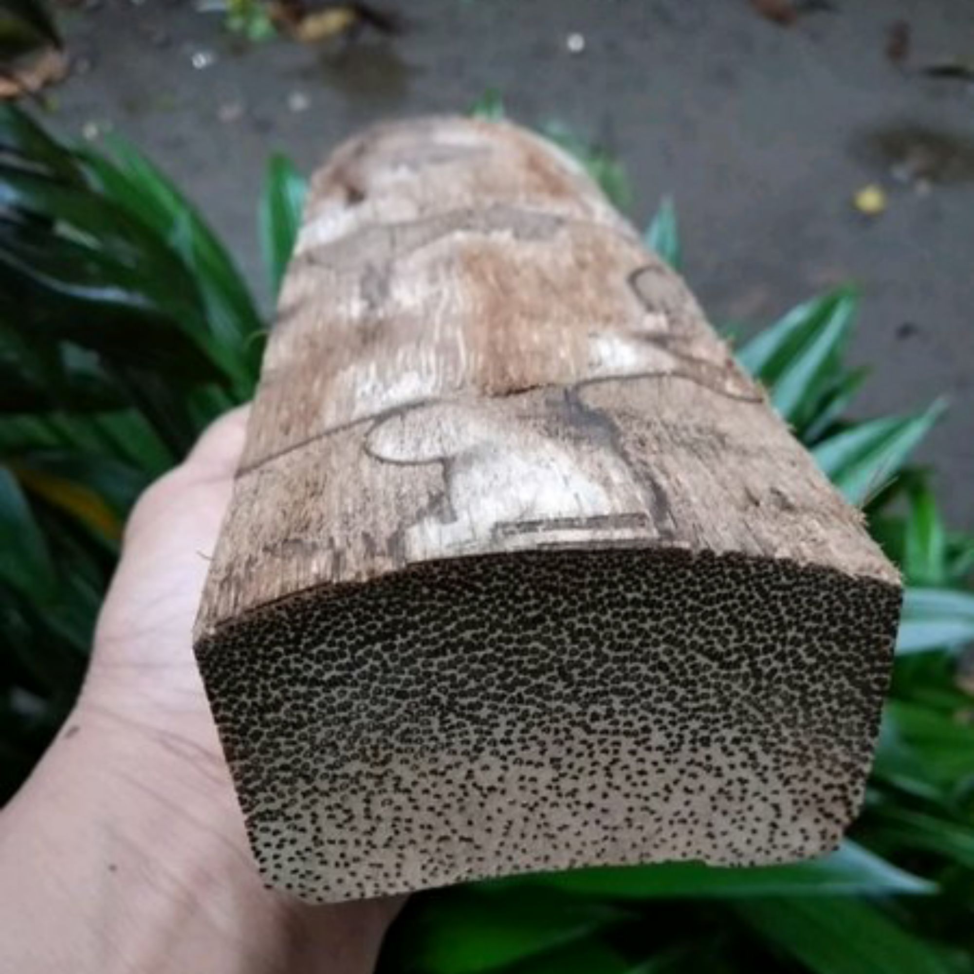 Produk ARANG RUYUNG POHON AREN | Shopee Indonesia