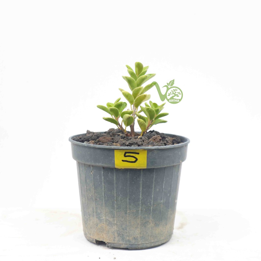 Produk Artha Bonsai Vio | Shopee Indonesia