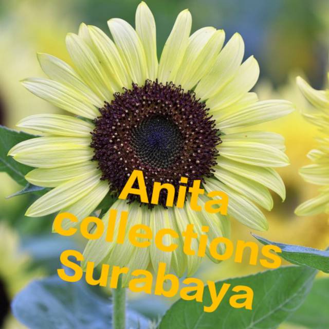 Produk Anita collections Surabaya | Shopee Indonesia