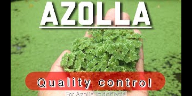 Produk azolla_indonesia | Shopee Indonesia