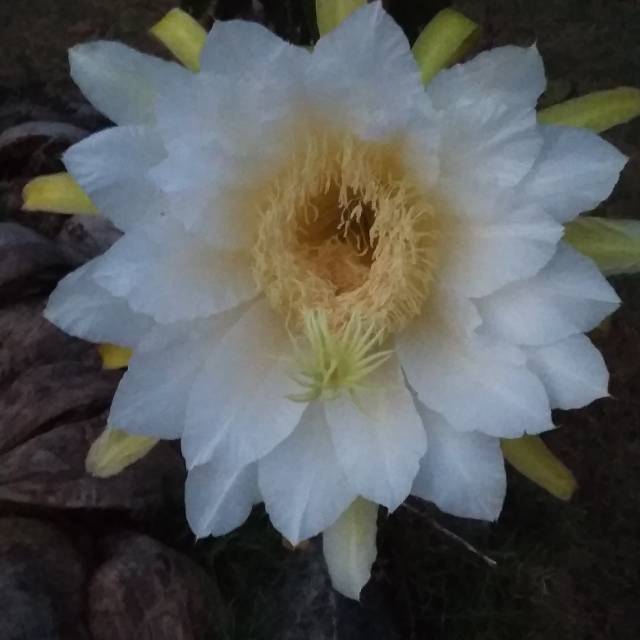 Produk veve snack bangka | Shopee Indonesia