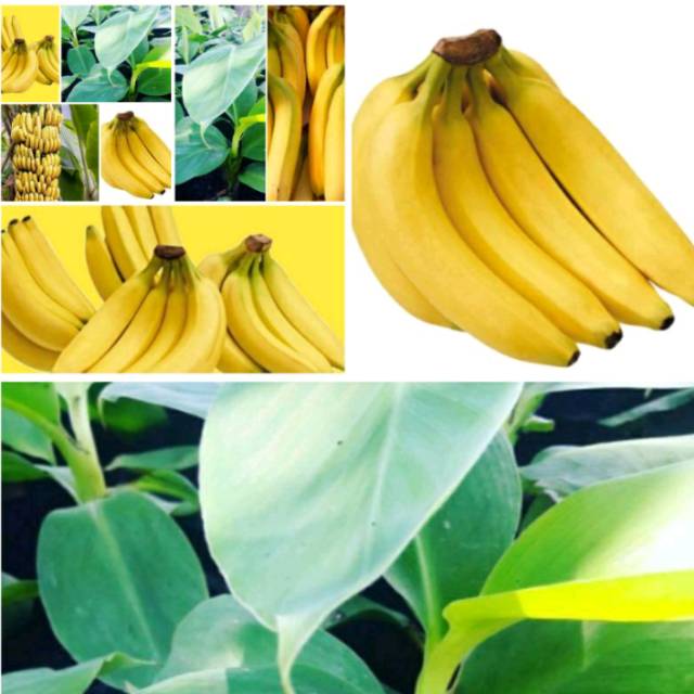 Produk Hasna Farm | Shopee Indonesia