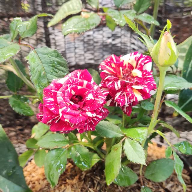 Produk Kiandra flora | Shopee Indonesia