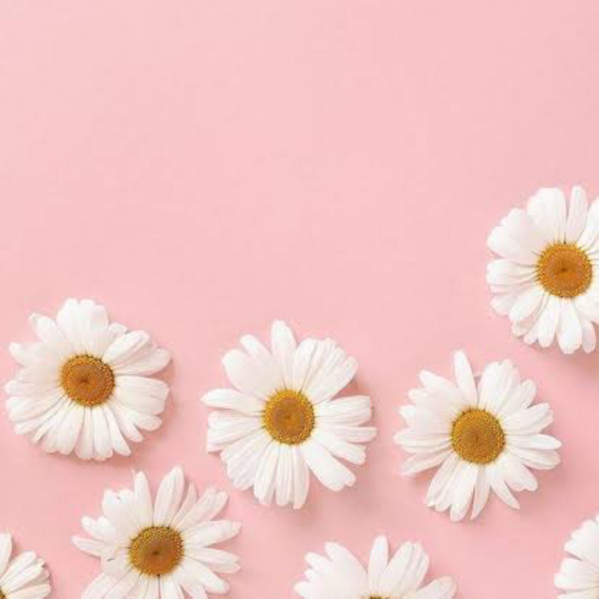 Produk D Soft Shop | Shopee Indonesia