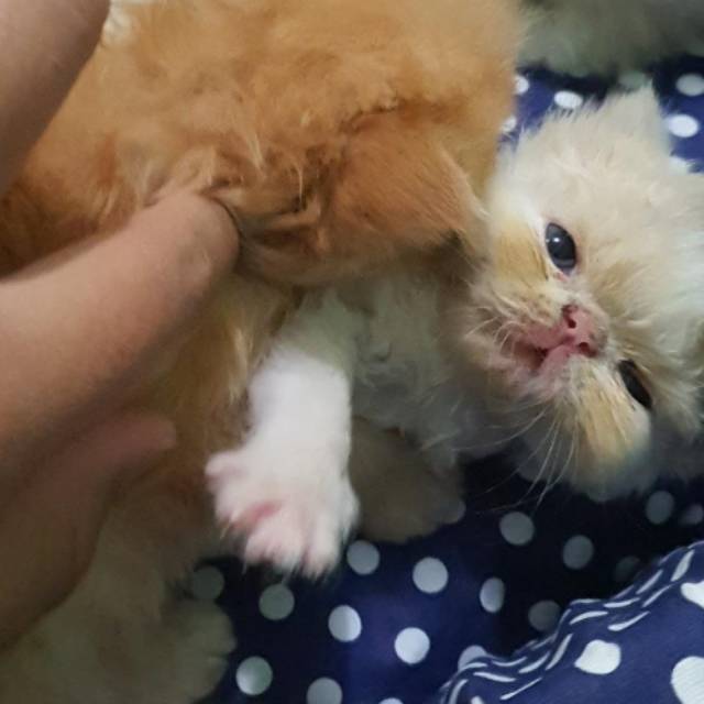 Produk baron pet care | Shopee Indonesia