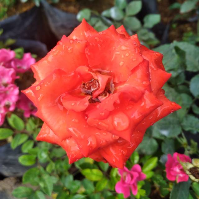 Produk KEBUN LADANG BUNGA | Shopee Indonesia